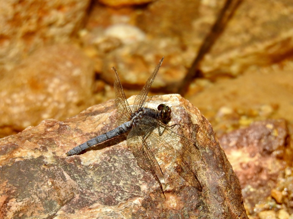 Blue Marsh Hawk from Sumatra, Kabupaten Tapanuli Selatan, Sumatera ...
