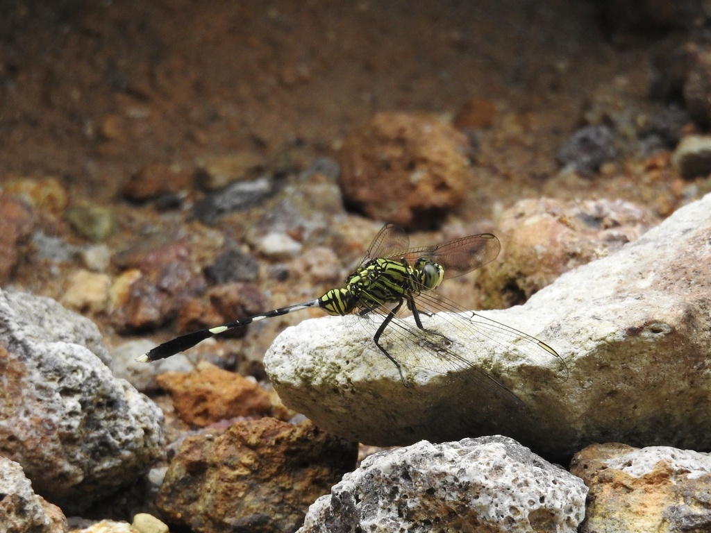 Slender Skimmer from Sumatra, Kabupaten Tapanuli Selatan, Sumatera ...