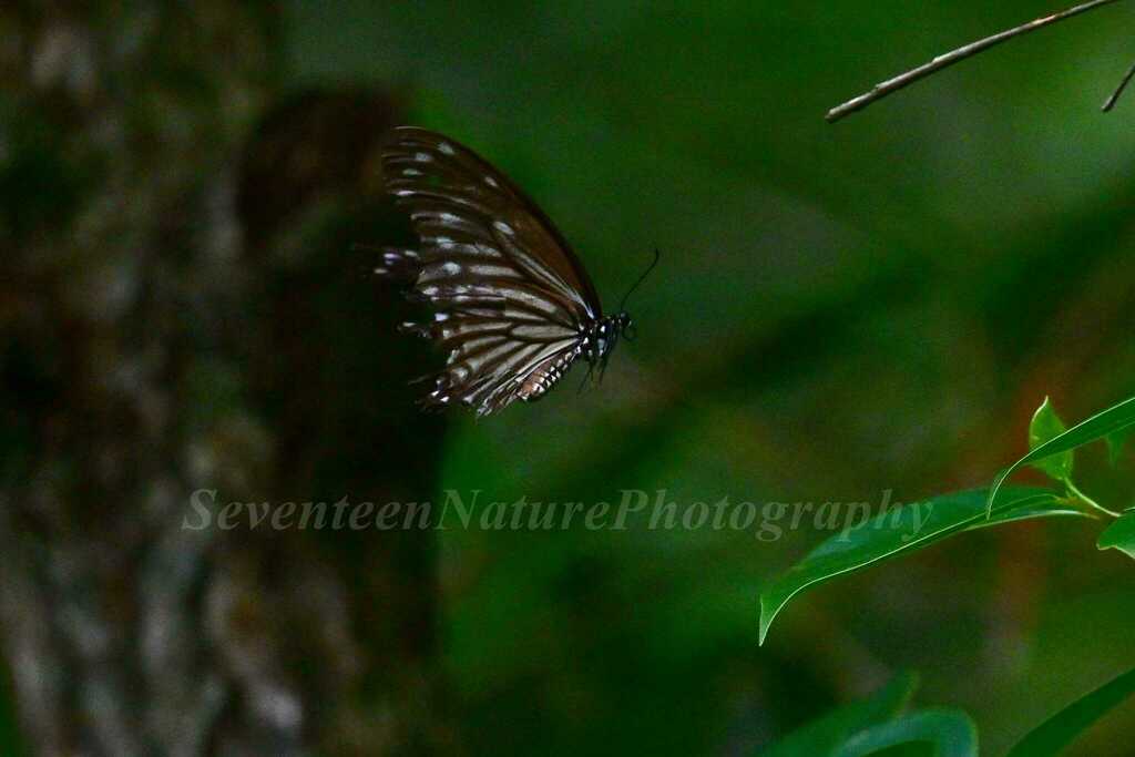 Common Mime Swallowtail from 中国海南省昌江黎族自治县 on June 5, 2024 at 10:08 AM ...