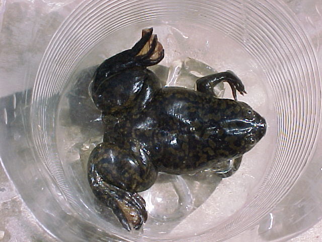 African Clawed Frog from South Cape DC, South Africa on January 30 ...