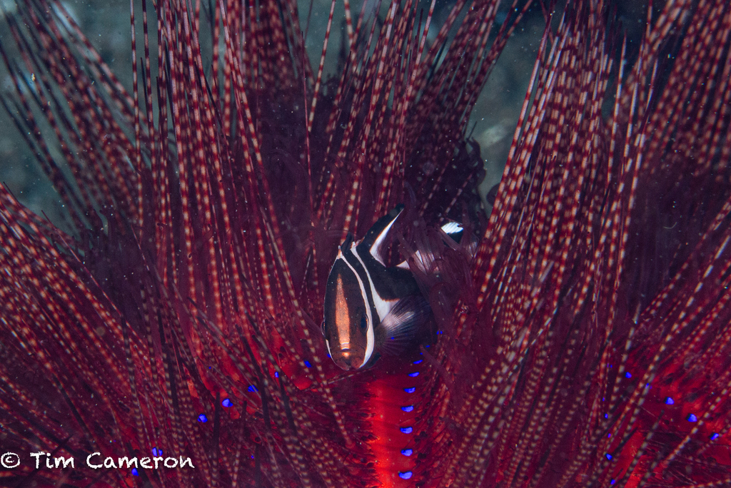 Red Emperor Snapper from Dauin, Negros Oriental, Philippines on June 12 ...
