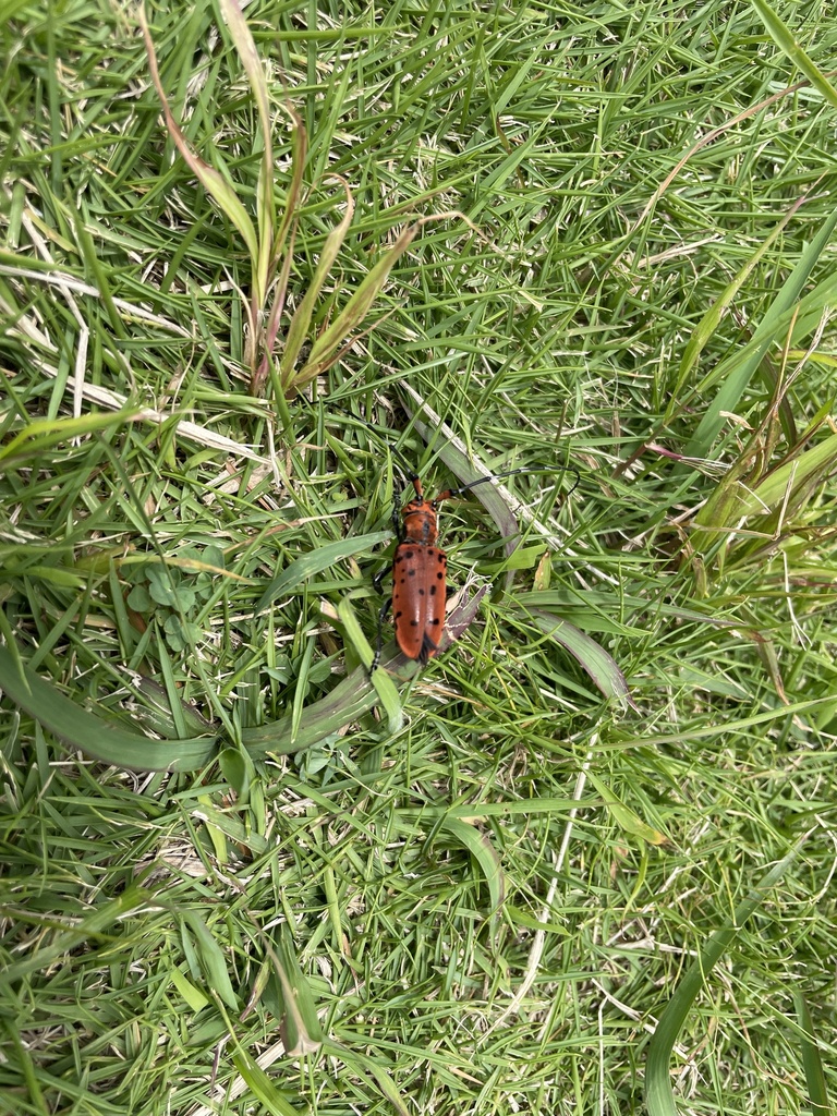 Red-spotted Longicorn Beetle from 上永井公园, 旭市, 千叶县, JP on June 13, 2024 ...