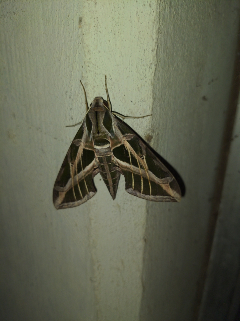 Vine Sphinx from Guadalupe County, US-TX, US on June 13, 2024 at 06:31 ...