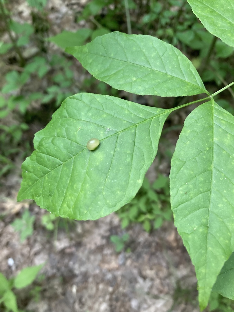 ash bullet gall midge from Simcoe County, ON, Canada on June 12, 2024 ...