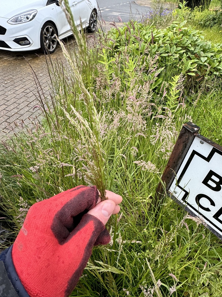 Poeae from Brookview Close, Liverpool, England, GB on June 13, 2024 at ...