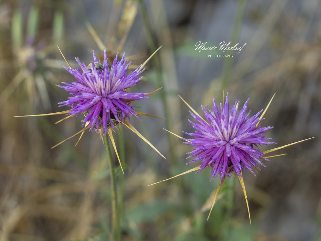 Centaurea mouterdei from Kesrouane, Lebanon on June 10, 2024 at 08:12 ...