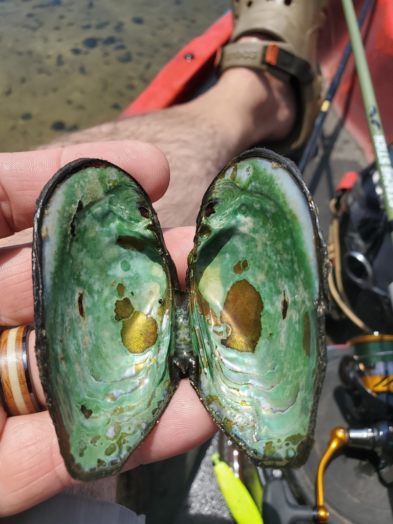 River Mussels in June 2024 by Vaughan Spearman · iNaturalist