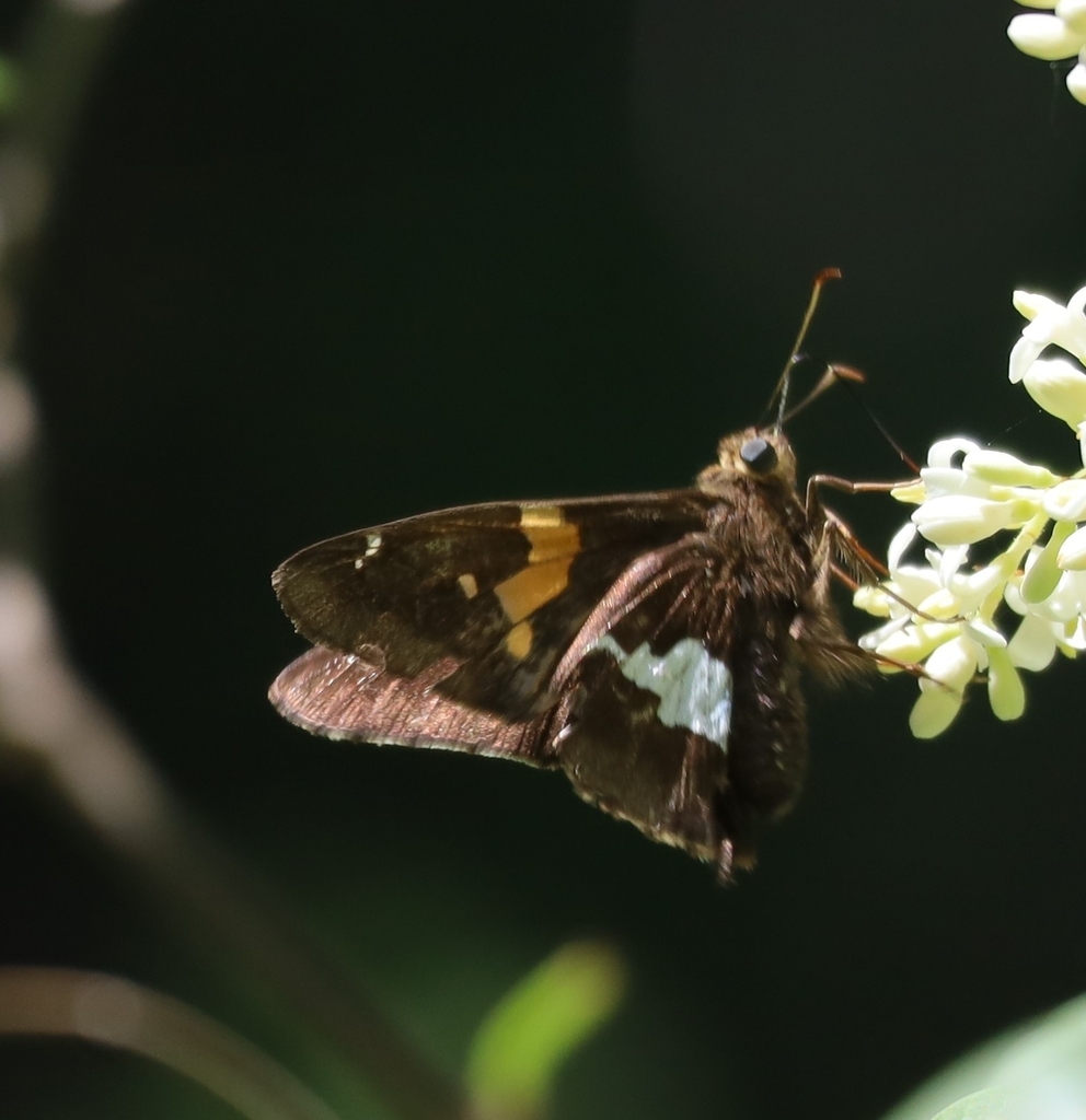 Silver-spotted Skipper from Rochester, MN, USA on June 11, 2024 at 12: ...