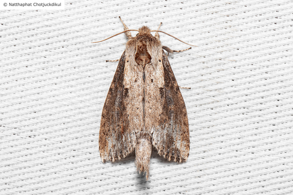 Ramesa lacrimisaddica from Khao Kho (~700mASL) on June 1, 2024 at 08:45 ...