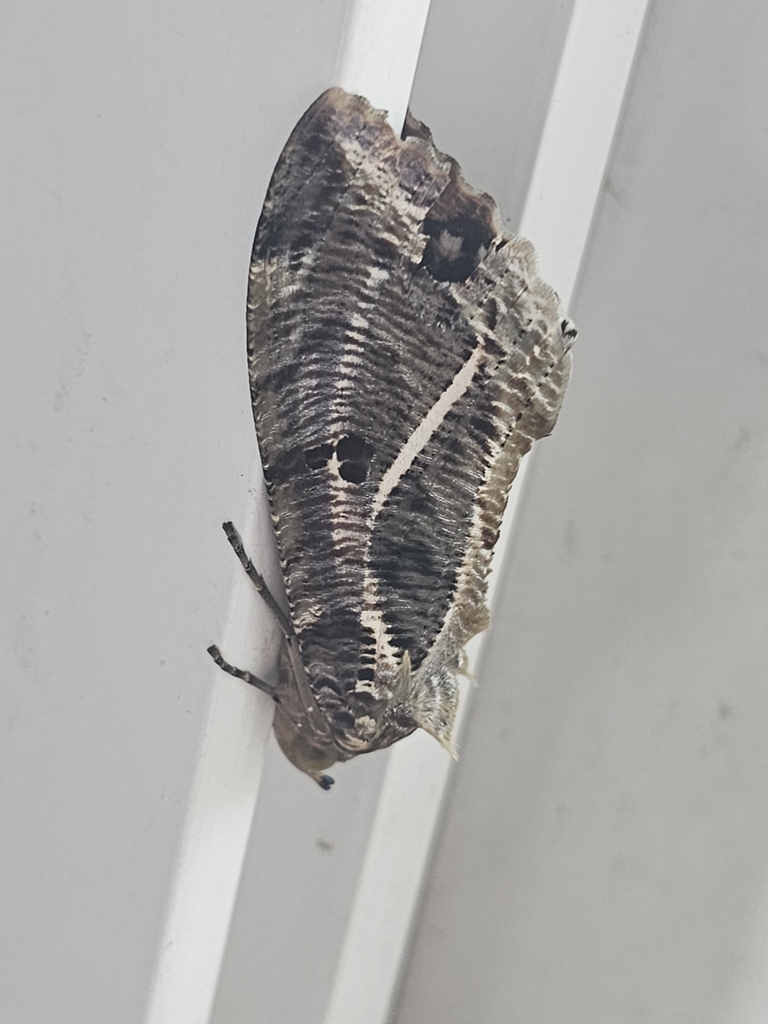 Eudocima apta from San Carlos, PA-PO, PA on June 13, 2024 at 10:05 AM ...