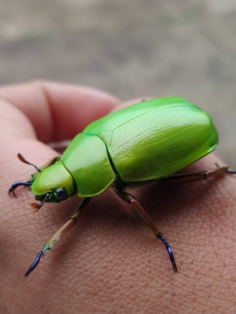 Large-eyed Jewel Scarab from 43260 Hgo., México on June 4, 2021 at 10: ...