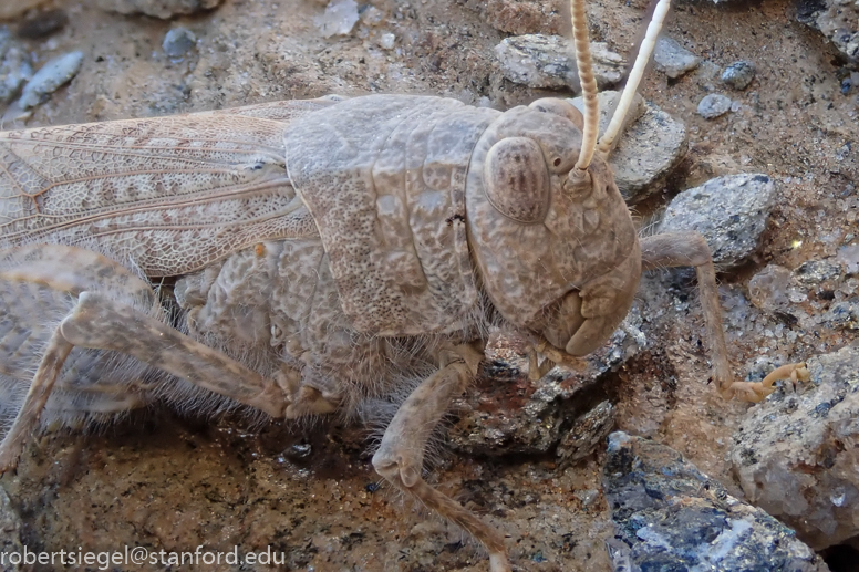Toad Grasshopper from Rostock, Namibia on August 26, 2018 at 10:47 AM ...