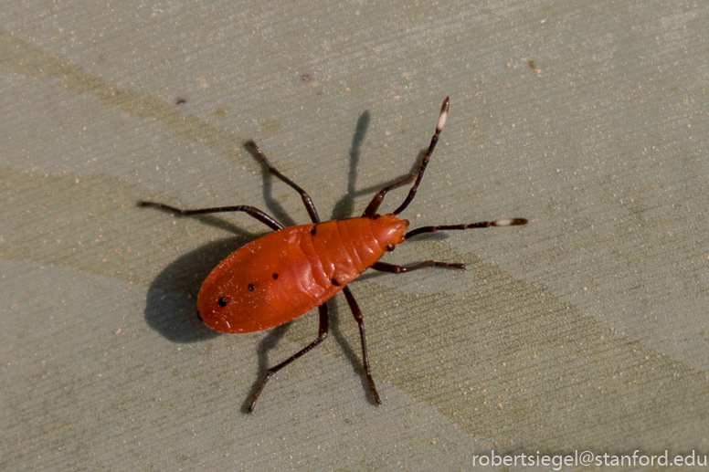 Welwitschia Bug from Namibia on August 20, 2018 at 10:31 AM by Robert ...