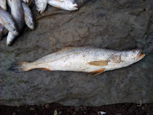 Longneck Croaker (Pseudotolithus typus) · iNaturalist