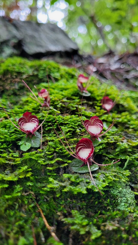 Corybas sinii in June 2024 by 張鶴騰 · iNaturalist