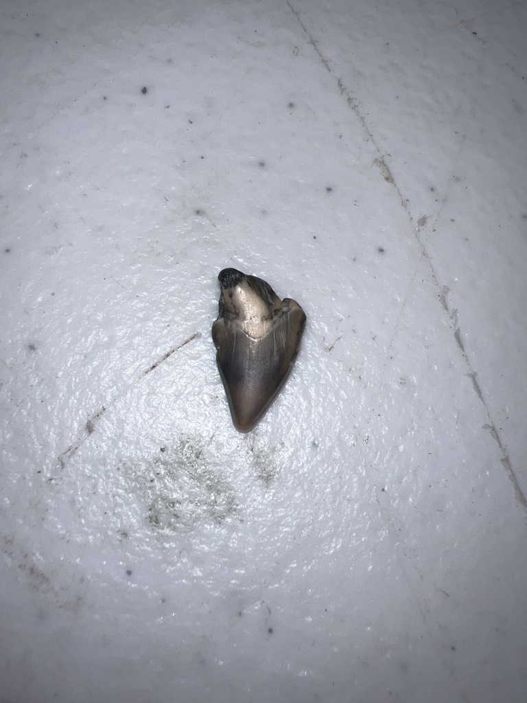 Sharks from Loggerhead Park, Juno Beach, FL, US on June 13, 2024 at 11: ...