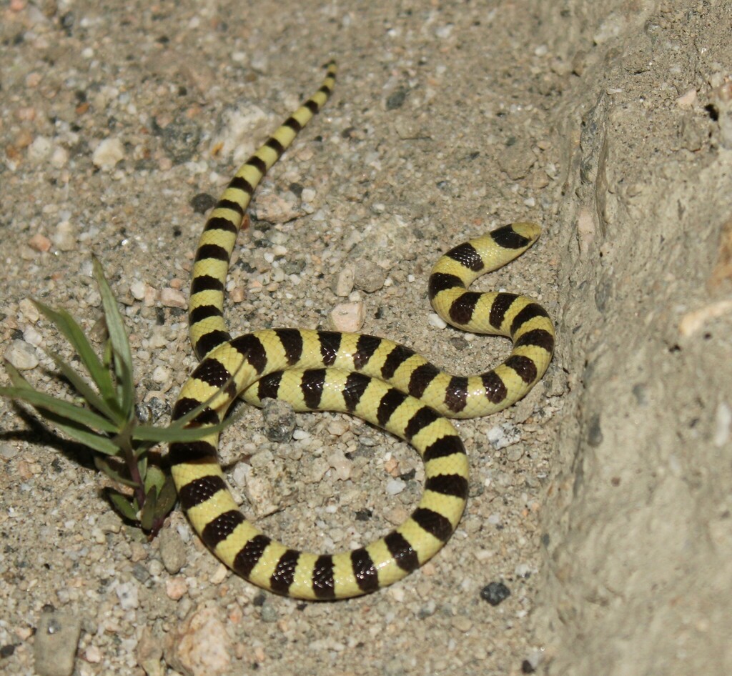 Mojave Shovelnose Snake from Riverside County, CA, USA on May 23, 2024 ...
