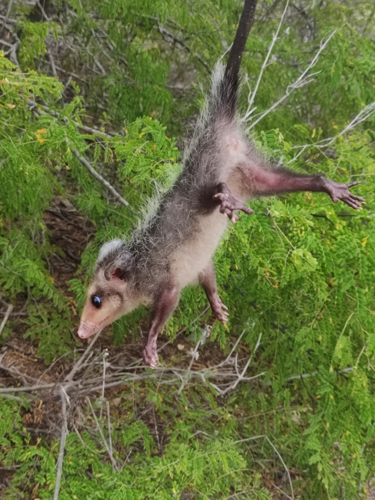 Southern Opossum from Santa Elena, Ecuador on June 27, 2022 at 04:01 PM ...