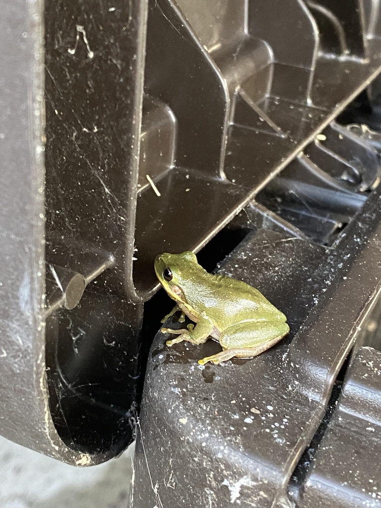 Squirrel Treefrog from Poplar St, Moody, AL, US on June 12, 2024 at 06:44 PM by Adam Bailey ...