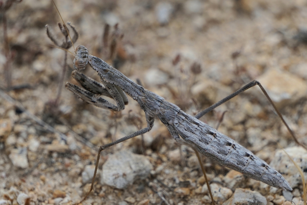 Balkan Ground Mantis from Τοπική Κοινότητα Σάρτης, Τορώνη, Griechenland ...