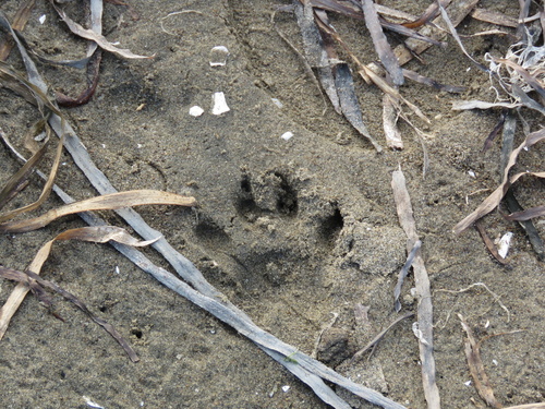 iNaturalist Tracking Database – NatureTracking