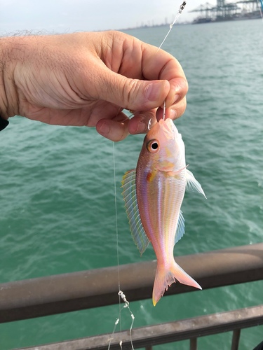 Ornate Threadfin Bream (Nemipterus hexodon) · iNaturalist United Kingdom