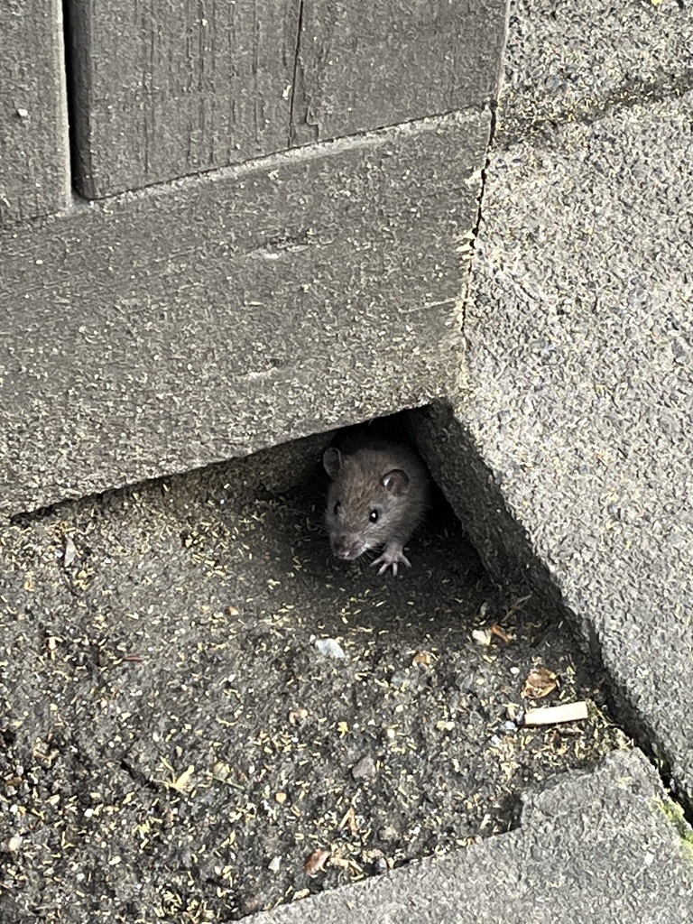 Brown Rat from Soho Square, London, England, GB on April 5, 2024 at 06: ...