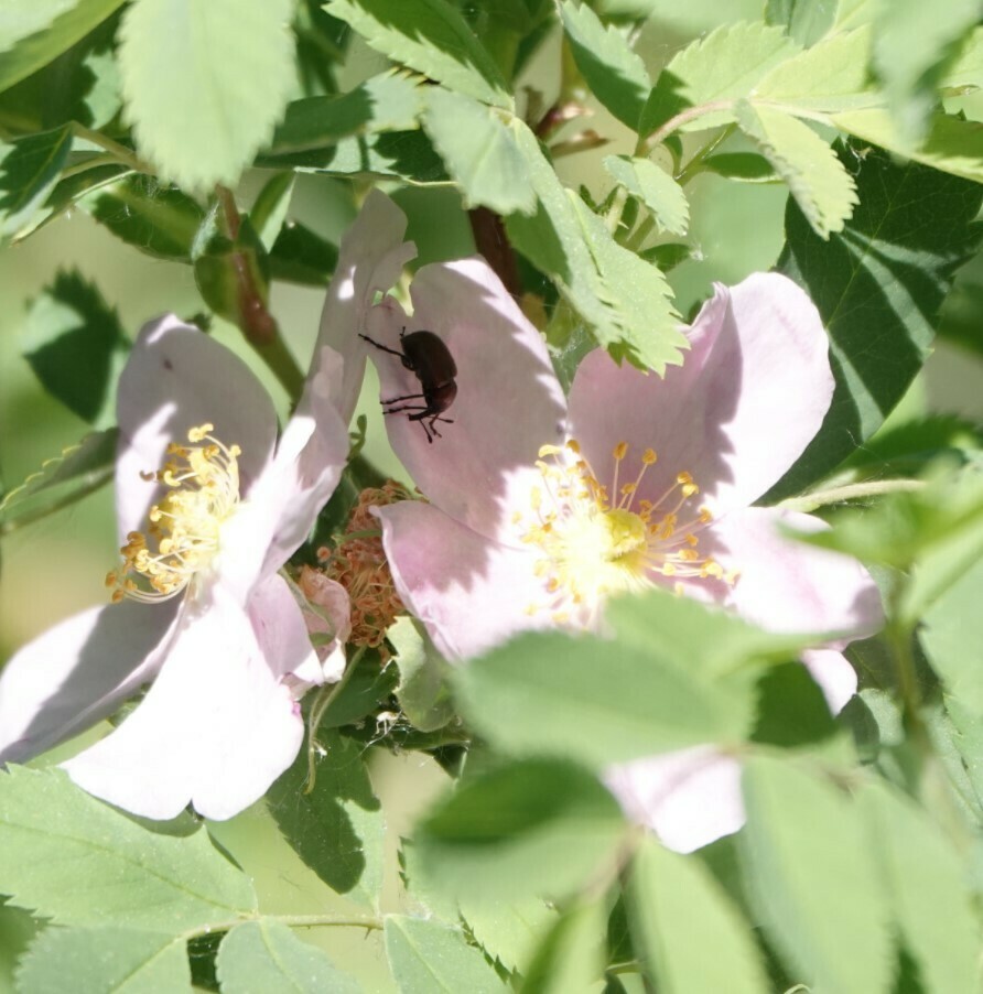 Rose Curculio from Denver Audubon Nature Center on June 12, 2024 at 09: ...