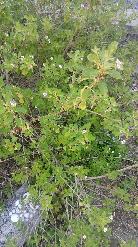 Button sage (SPC Clearwater Campus Plants) · iNaturalist