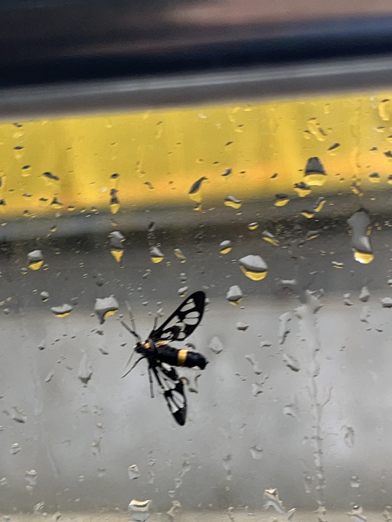 Handmaiden moth from Kwei Tei St, Fo Tan, Sha Tin, New Territories, HK ...