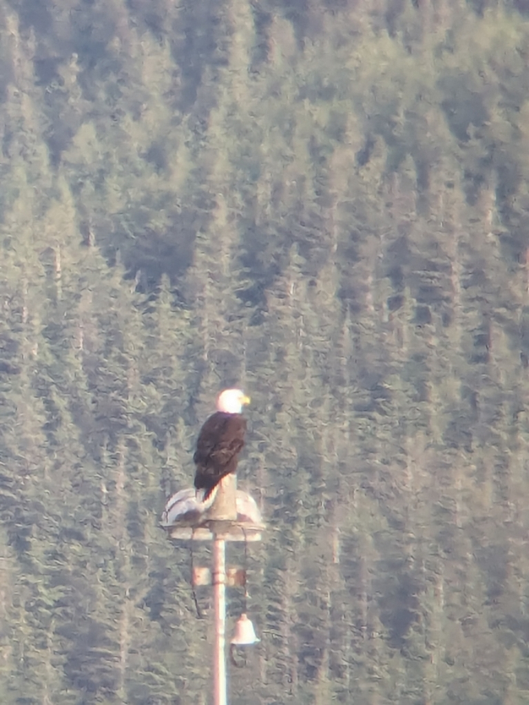Bald Eagle from Downtown Juneau, Juneau, AK 99801, USA on June 13, 2024 ...