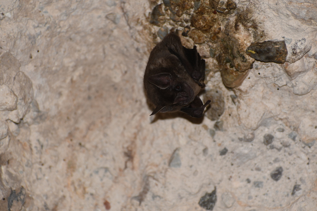 Aztec Fruit-eating Bat from Huasca de Ocampo, Hgo., México on May 28 ...