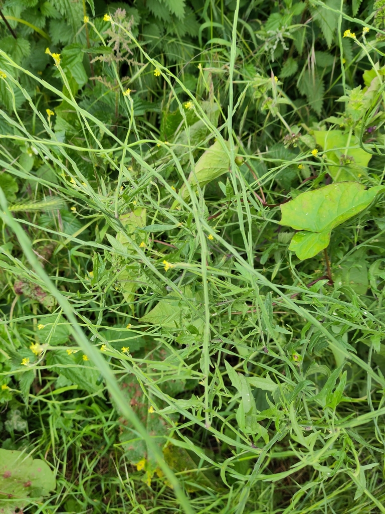 Hedge mustard from Harringay, London, UK on 14 June, 2024 at 10:30 AM ...