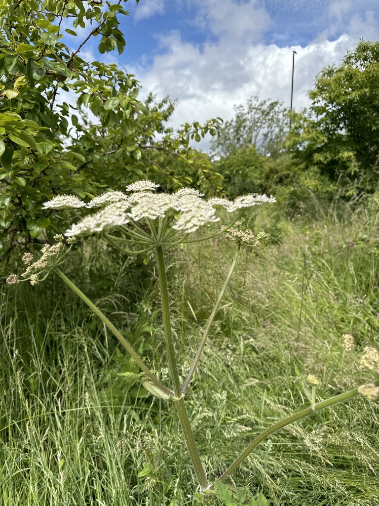 hogweed from Frenchay Park Road, Bristol, England, GB on June 14, 2024 ...