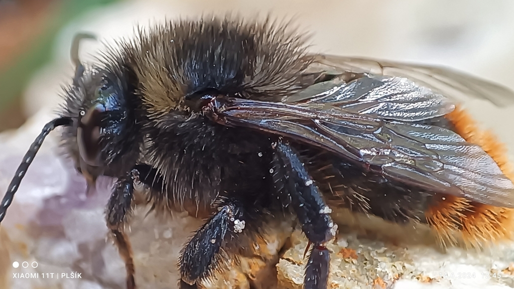 Brown-banded Carder-Bumble bee from 962 01 Zvolenská Slatina, Slovensko ...