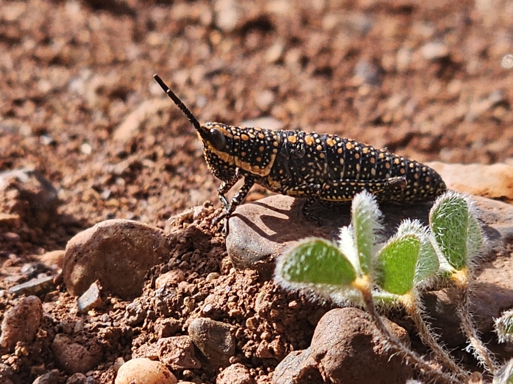 Blistered Pyrgomorph from Fortescue WA 6716, Australia on June 14, 2024 ...