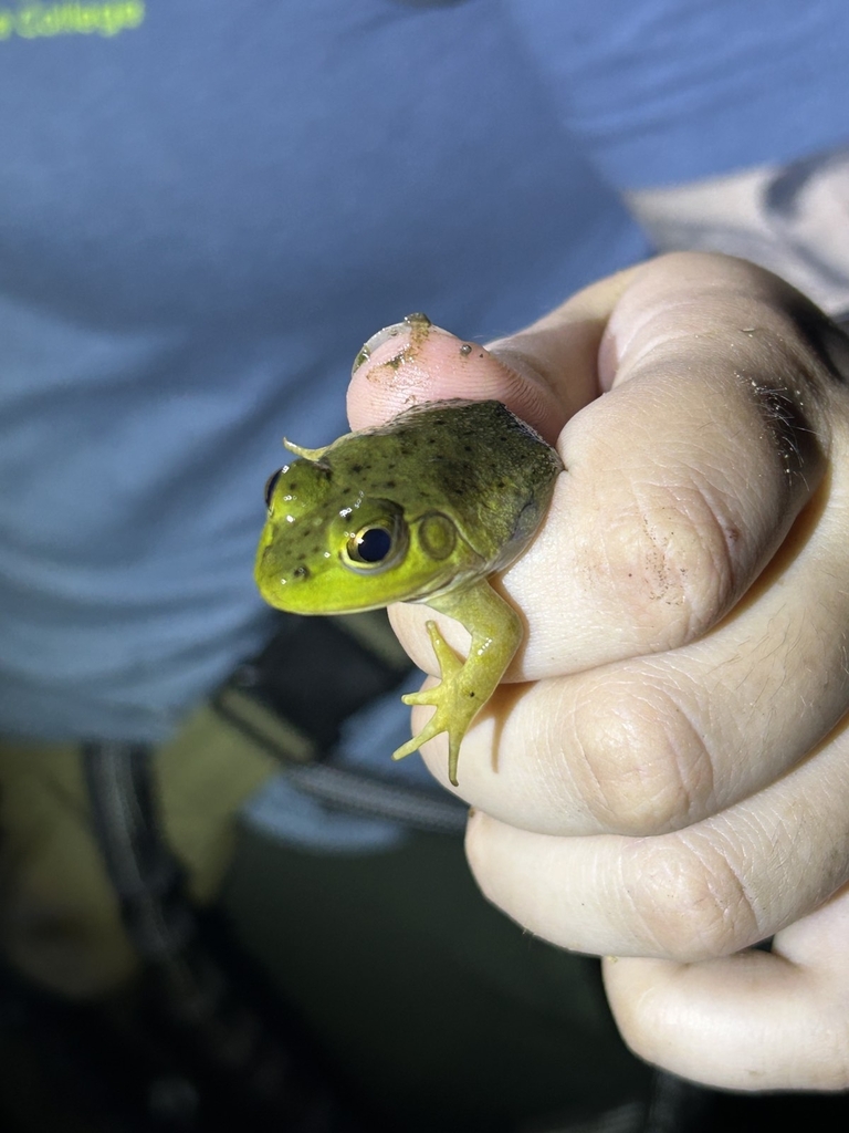 American Bullfrog from Beech Mountain, NC 28604, USA on June 13, 2024 ...