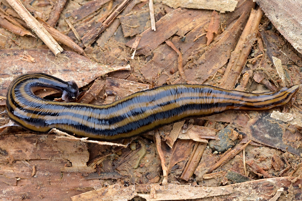 Hammerhead Worms from 中国安徽省池州市石台县牯牛降 on May 2, 2024 at 10:08 PM by 豆豆 ...