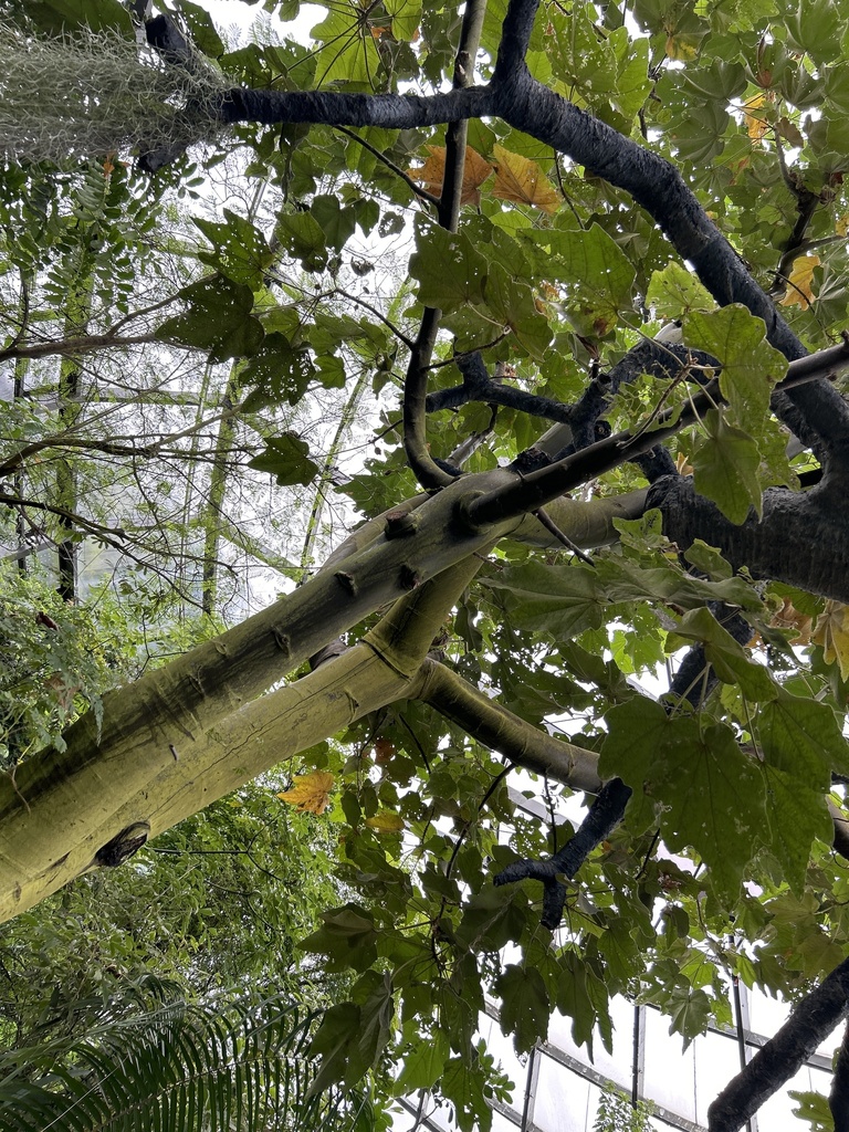 Balsa Tree from Jardín Botánico, Bogotá, Bogotá, CO on June 14, 2024 at ...