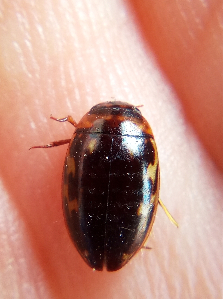 Platambus maculatus from 8210, България on June 5, 2024 by Galin Ivanov · iNaturalist