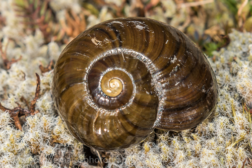 Subspecies Powelliphanta hochstetteri rossiana · iNaturalist