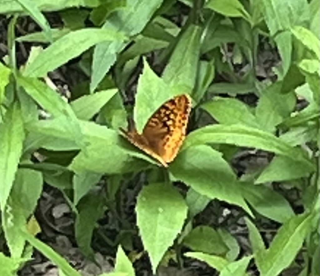 Great Spangled Fritillary from PA-18, Hookstown, PA, US on June 14 ...