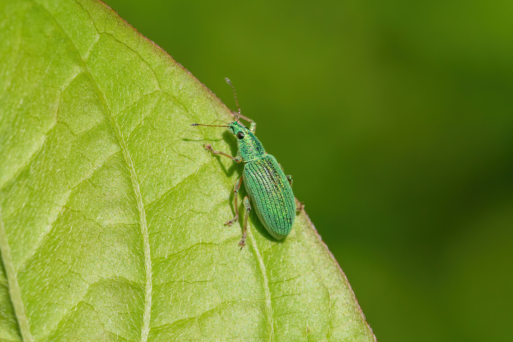 Green Immigrant Leaf Weevil from Kent, UK on June 14, 2024 at 12:13 PM ...