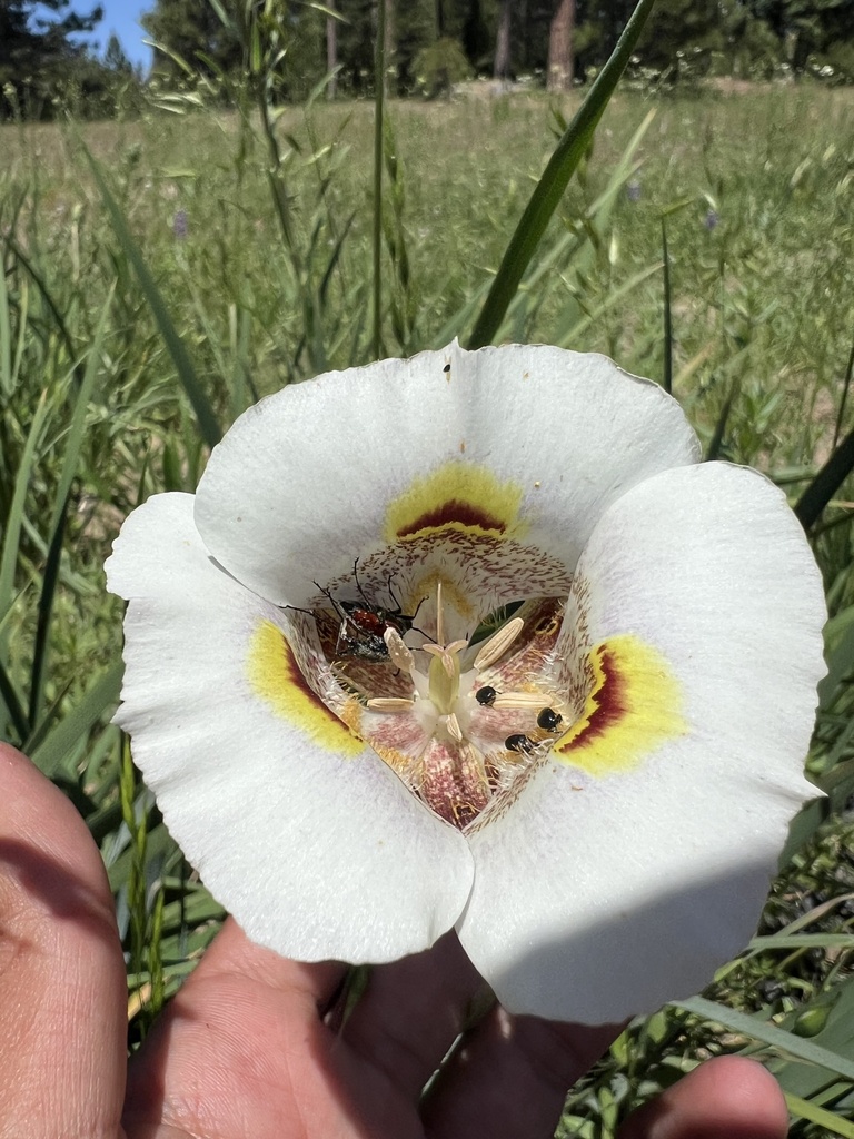 Superb Mariposa Lily from Yosemite National Park, Groveland, CA, US on ...