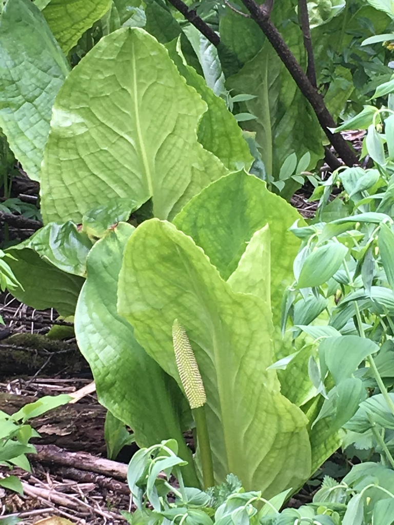 western skunk cabbage from Mount Revelstoke National Park, , BC, CA on ...