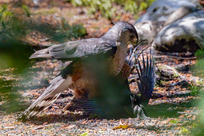 Cooper's Hawk in June 2024 by Brad Moon. This observation is for the ...