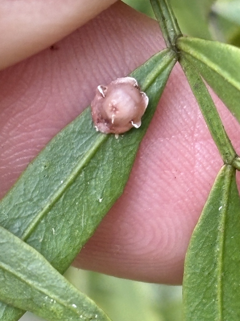 Pink wax scale from Tallegalla, QLD, AU on June 14, 2024 at 03:45 PM by ...