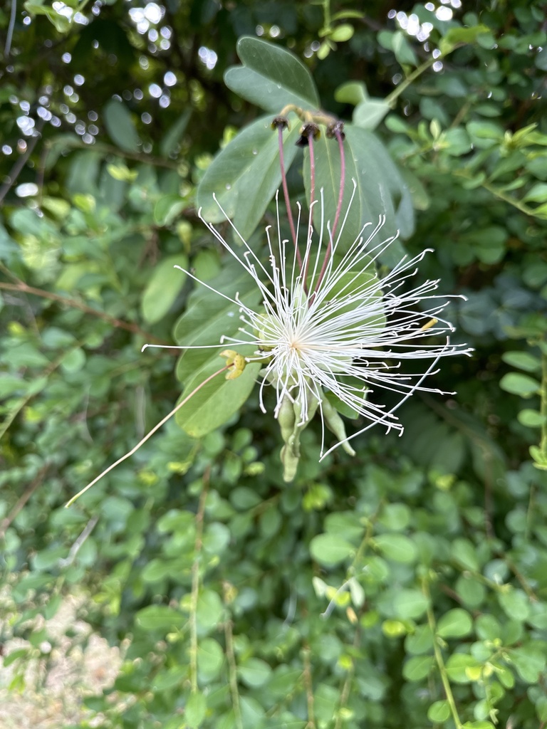 bay-leaved caper from Luquillo, PR on June 2, 2024 at 07:56 AM by ...