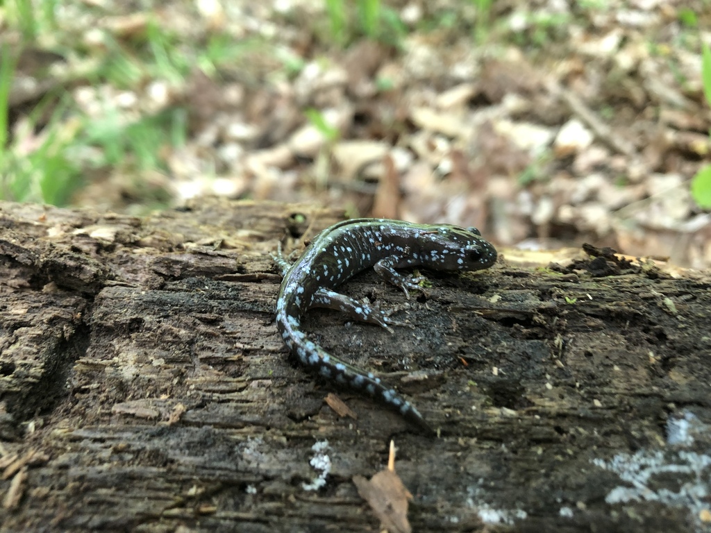 Mole Salamanders in May 2019 by Maddie Foley · iNaturalist