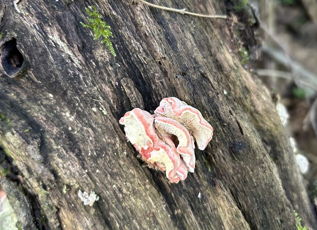 Coral-pink Merulius from Malcolm Terrace Park, Creve Coeur, MO, US on ...